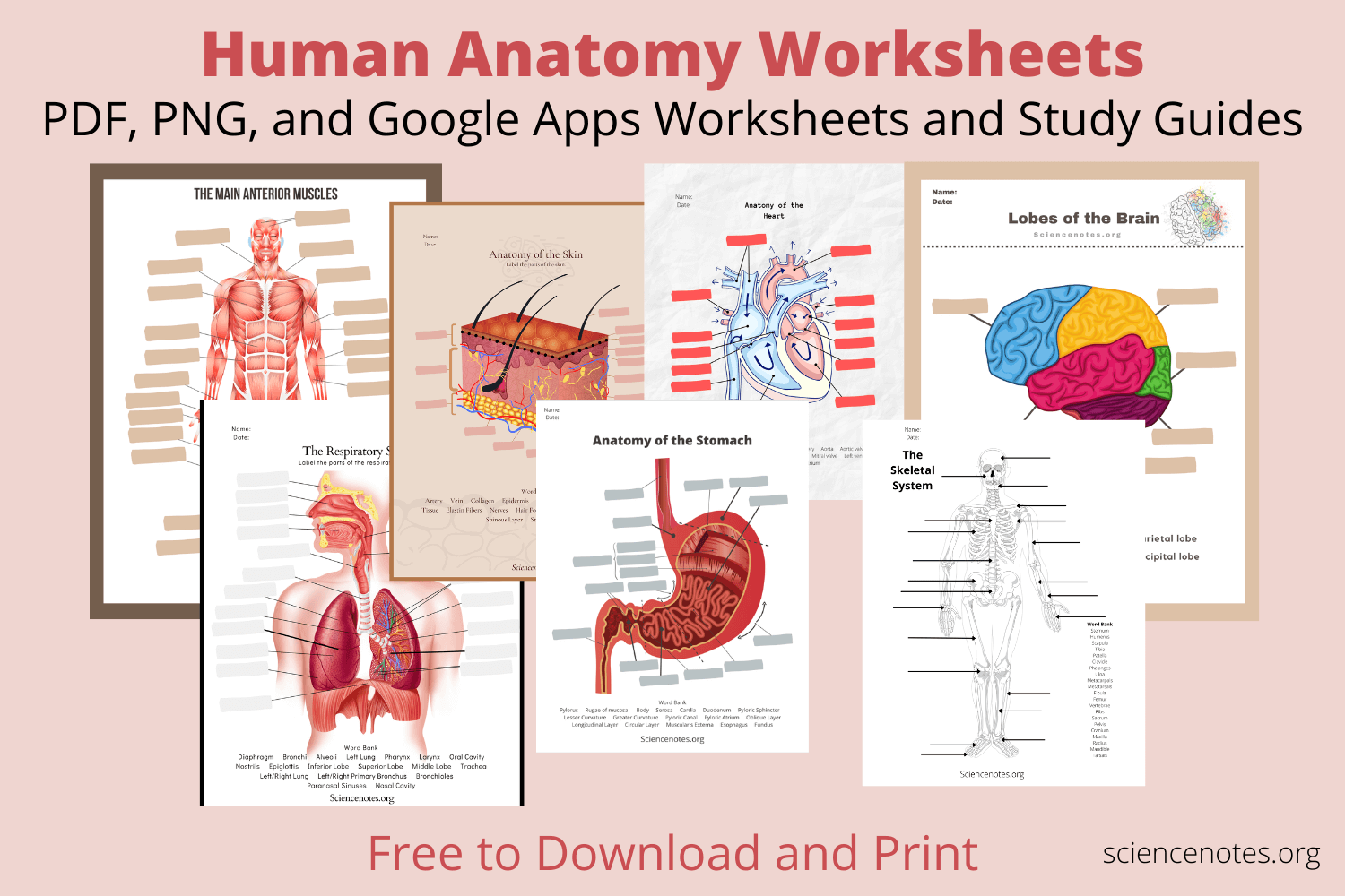 Crash Course Anatomy Physiology Worksheets Complete Series Set Crash Course Anatomy Physiology Worksheets Complete Series Set