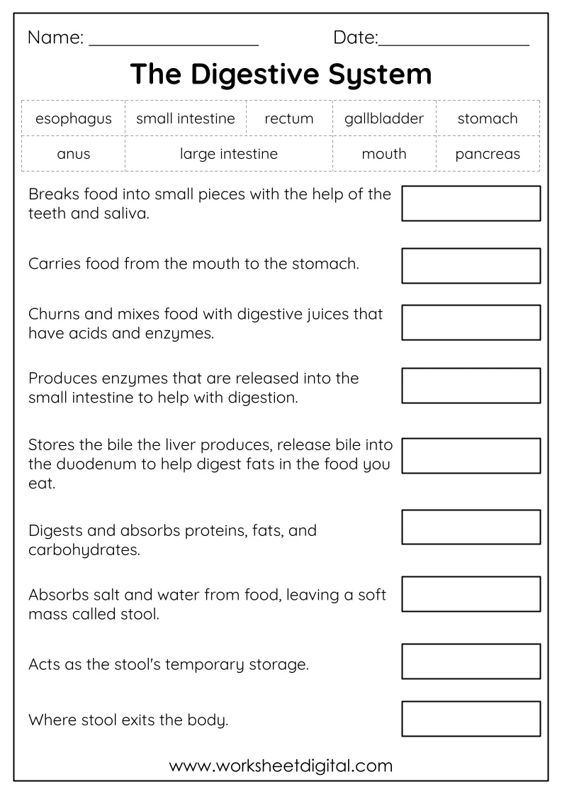 Grade 3 Science Worksheet Digital Worksheets Library Grade 3 Science Worksheet Digital Worksheets Library