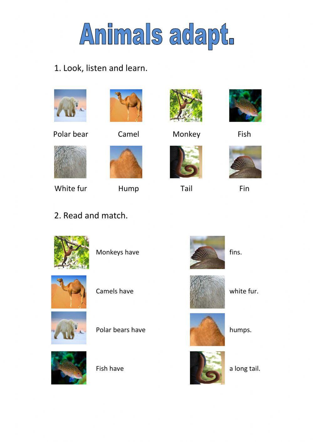 Where Do The Animals Live Printable Worksheet
