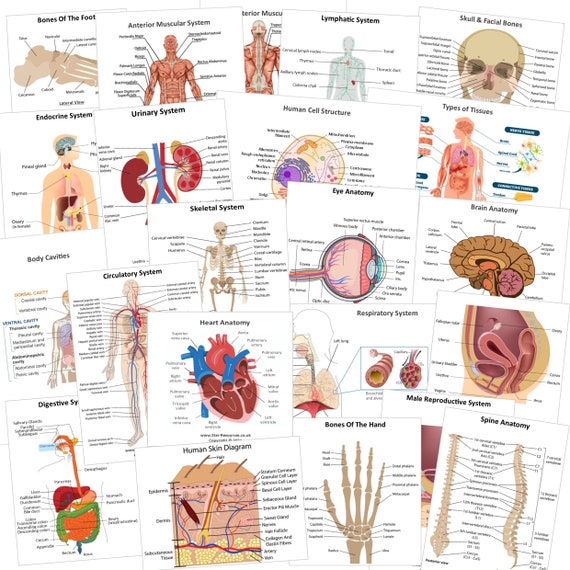 Anatomy & Physiology Revision Flash Cards. Flashcards for Medical ...