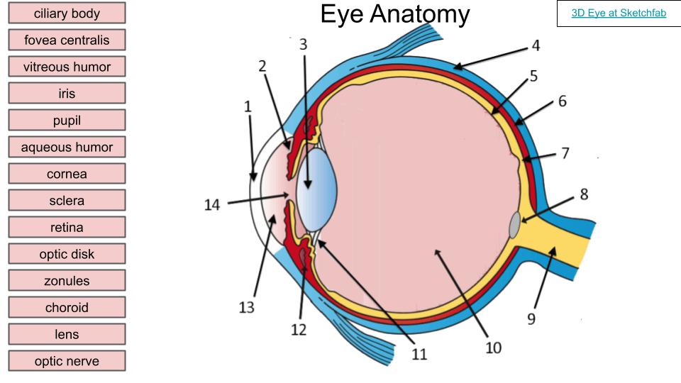 Eye Anatomy - Drag and Drop - Worksheets Library