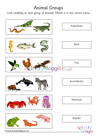 Animal Groups Matching Worksheet - Worksheets Library