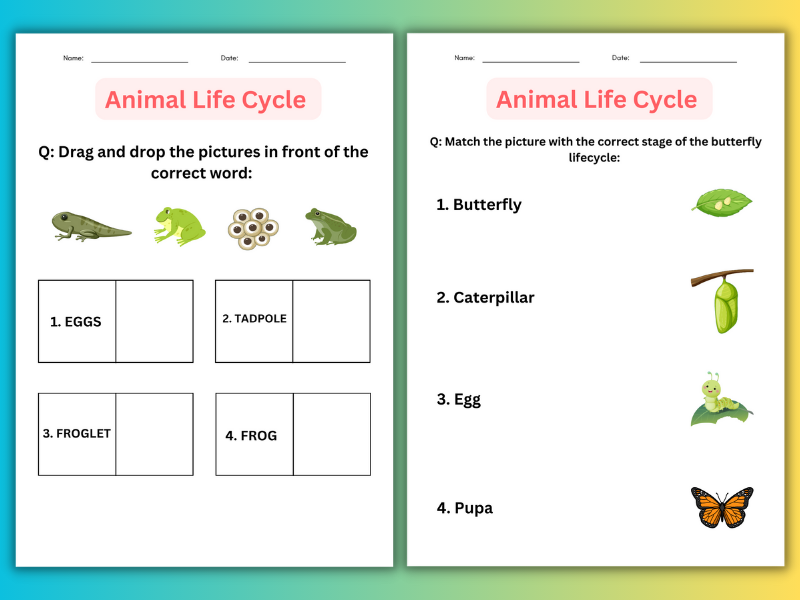 Free animals life cycle worksheet, Download Free animals life cycle ...