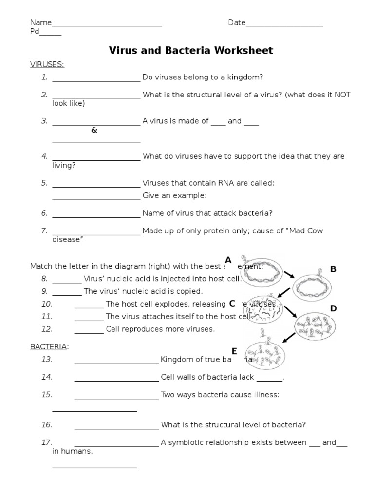 Virus and Bacteria Worksheet | PDF - Worksheets Library
