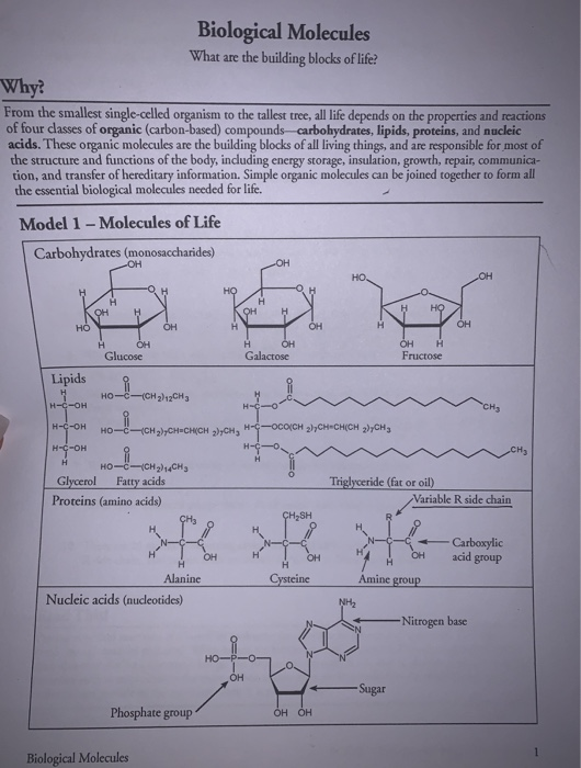 Biomolecules | Live Worksheets - Worksheets Library