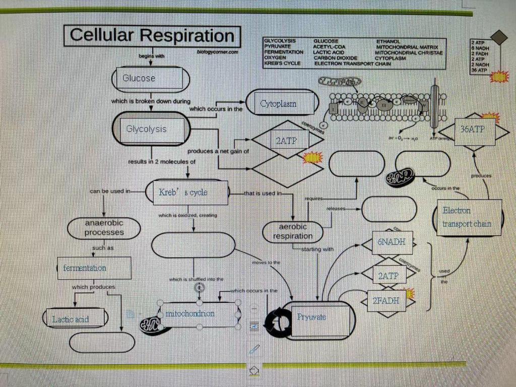 Free Biology Corner Worksheet Download Free Biology Corner Worksheet Free Biology Corner Worksheet Download Free Biology Corner Worksheet
