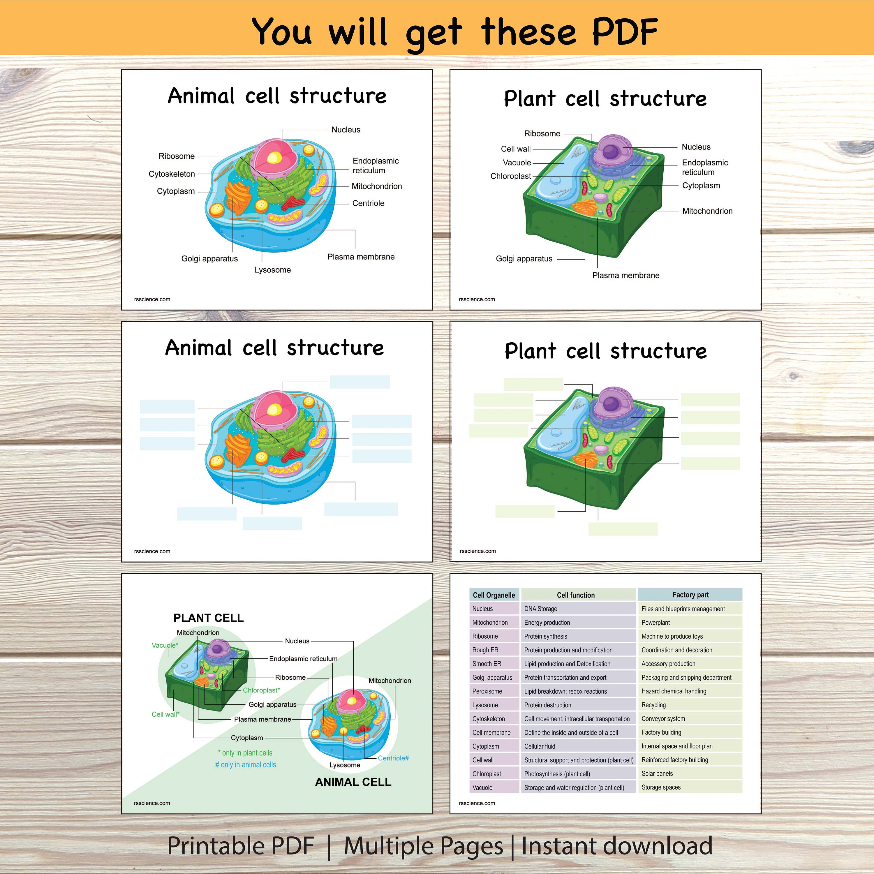 Plant Cell: Structure, Parts, Functions, Labeled Diagram - Worksheets ...