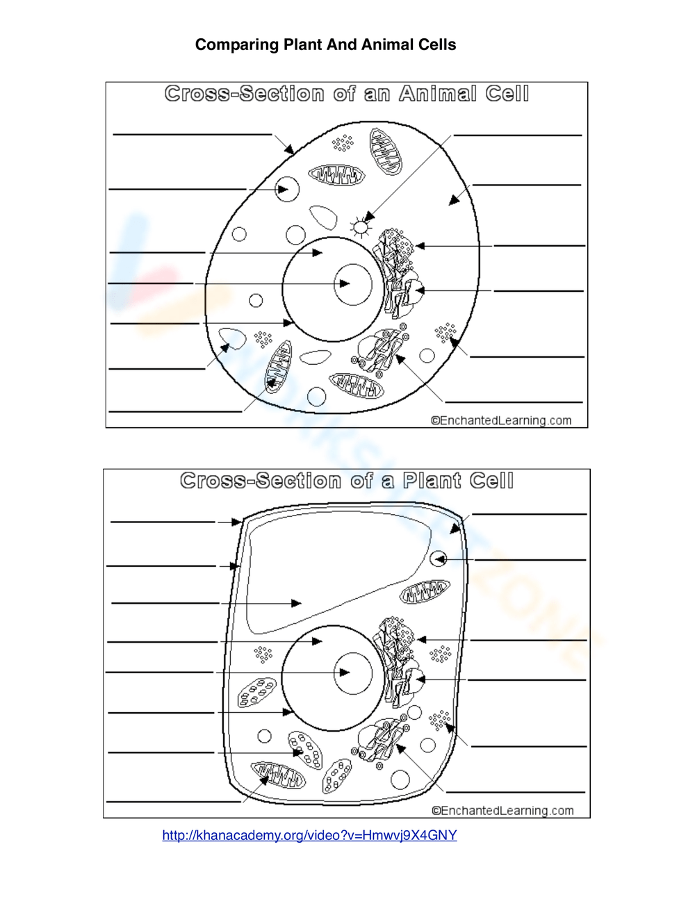 Comparing Plant And Animal Cells Worksheet - Worksheets Library