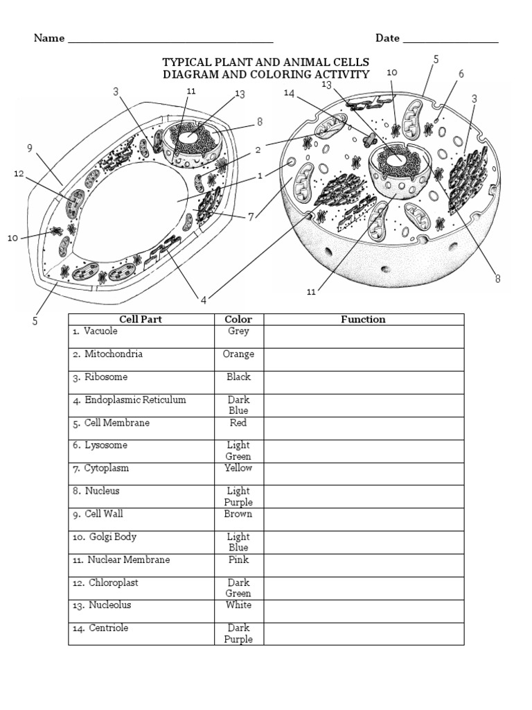 Cell Coloring Worksheet WD Answer Key PDF | PDF | Cell Nucleus ... - Worksheets Library