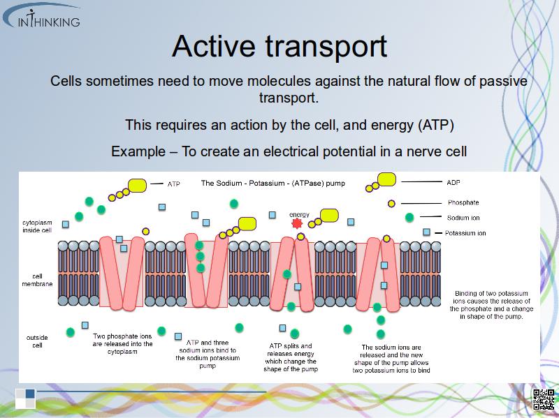 Membrane transport 1.4 - Worksheets Library