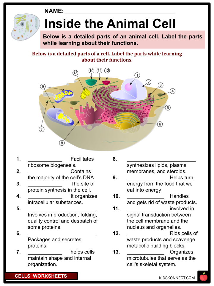 Cells Facts & Worksheets | Definition, Types, Functions, Biology - Worksheets Library