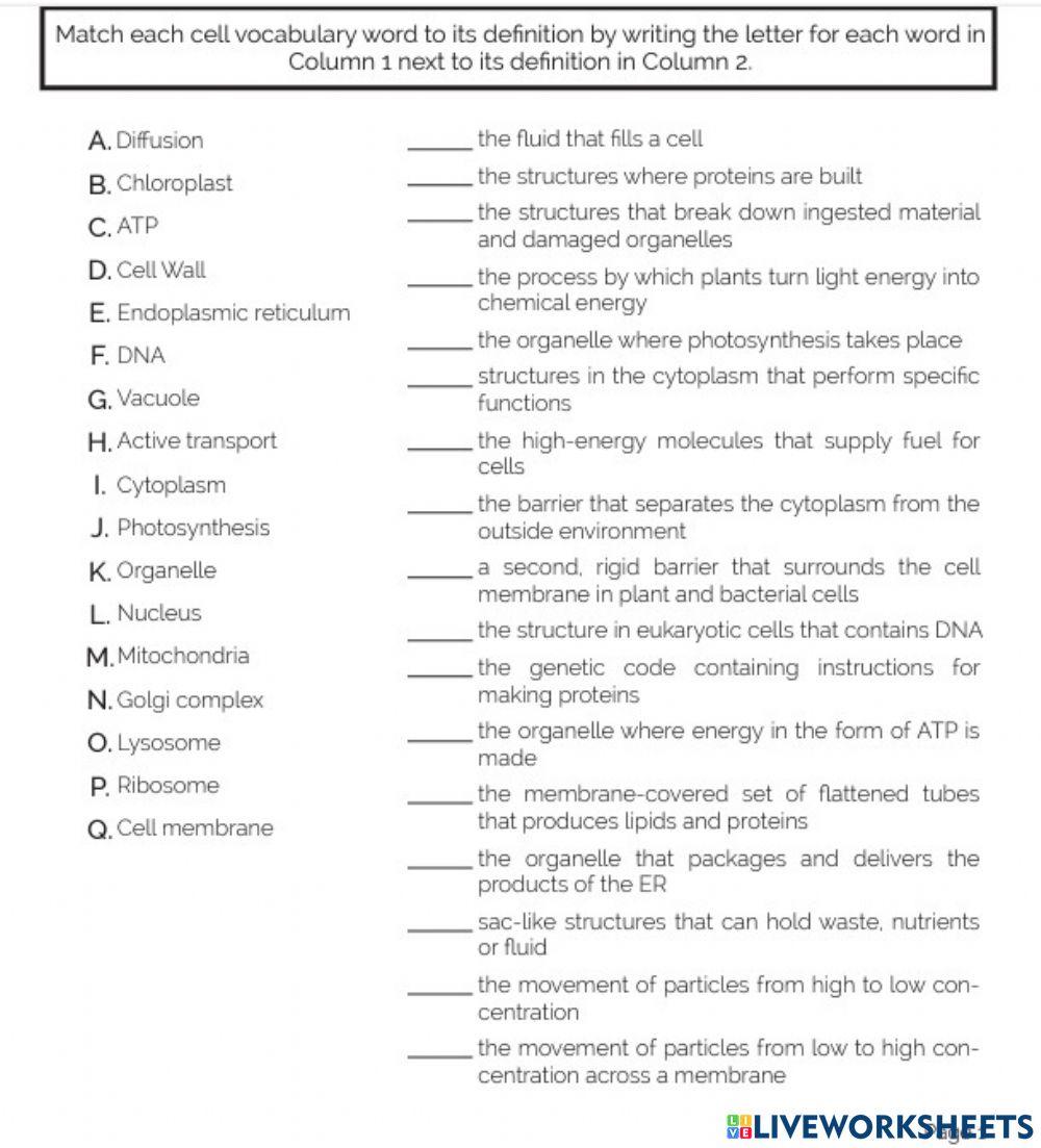 Cell Vocabulary Quiz online exercise for | Live Worksheets - Worksheets ...