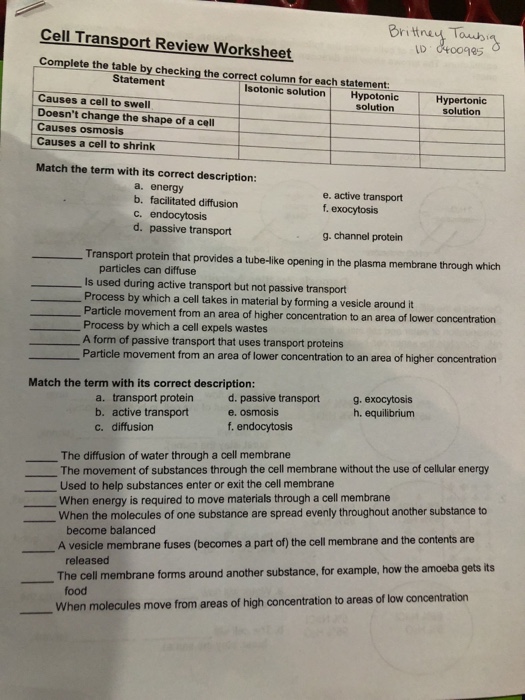 Solved Britney Tos 985 Cell Transport Review Worksheet | Chegg.com ...