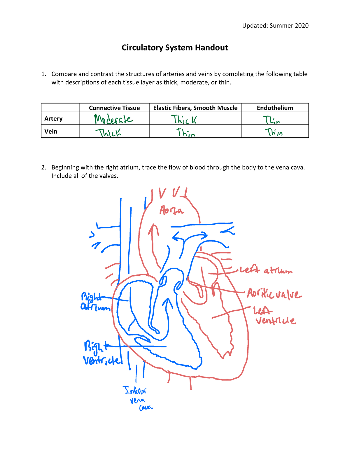 Circulatory System Handout - Warning: TT: undefined function: 32 ... - Worksheets Library