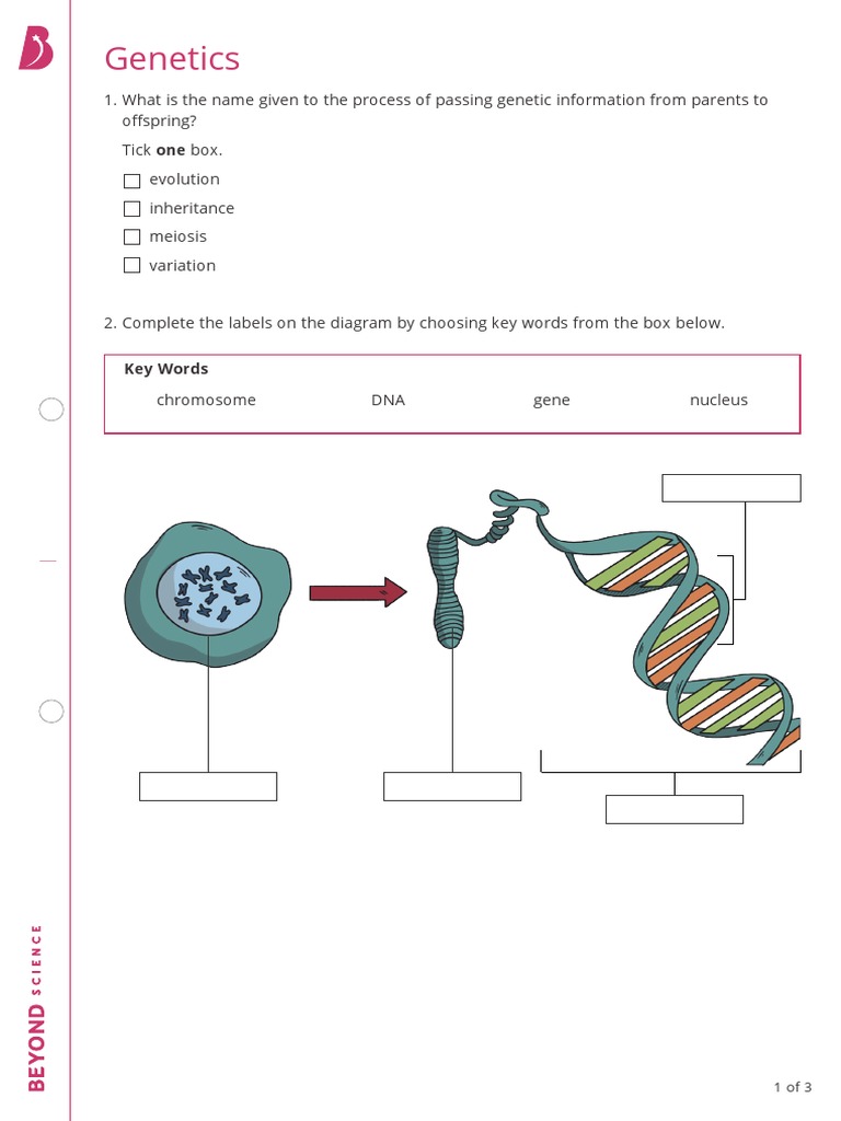 Dna - Worksheet | Download Free PDF | Dna | Rna - Worksheets Library