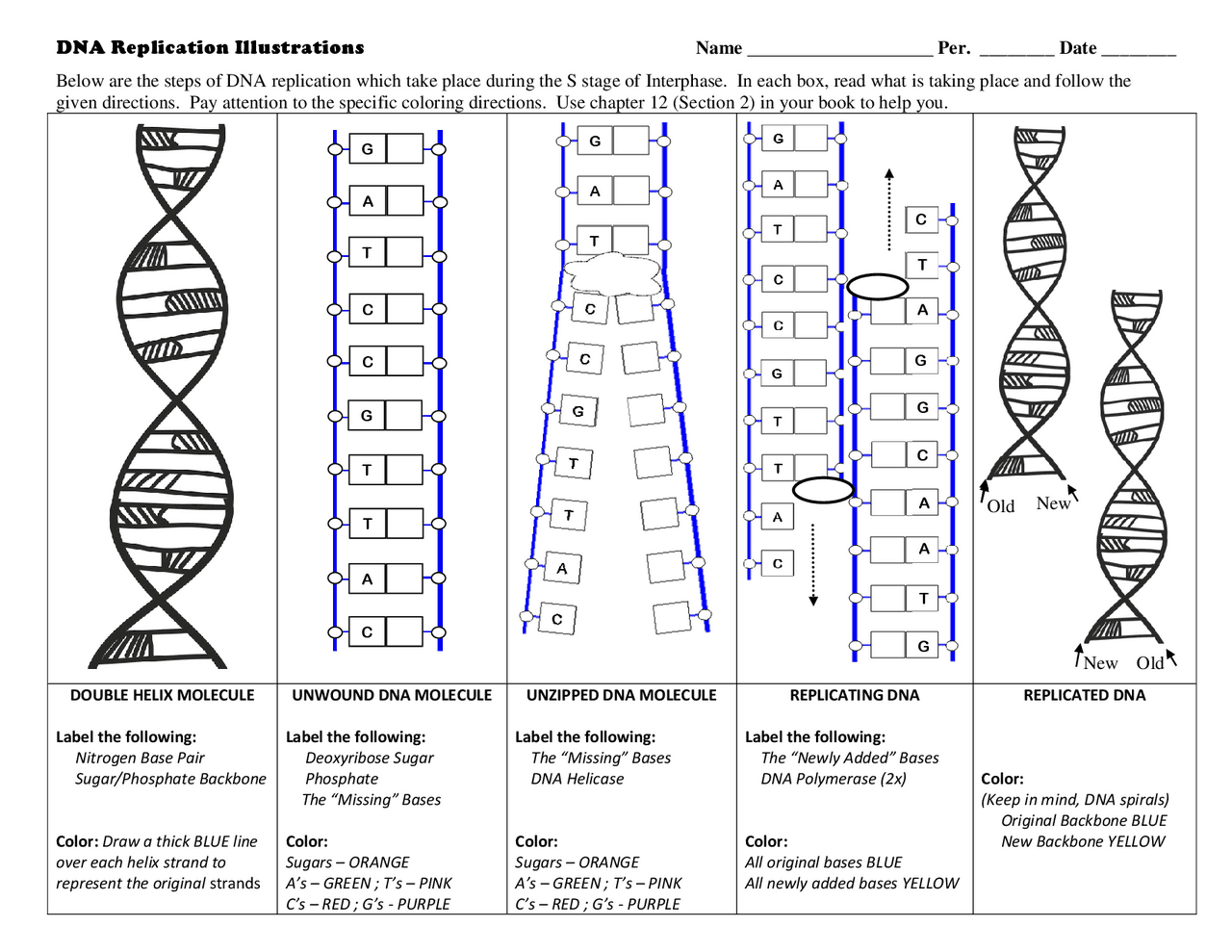 Answered] Dna Replication Worksheet Use The Diagram To Answer The Worksheets Library