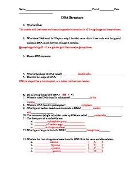 DNA Structure Worksheet by D Meister worksheets library - Worksheets ...