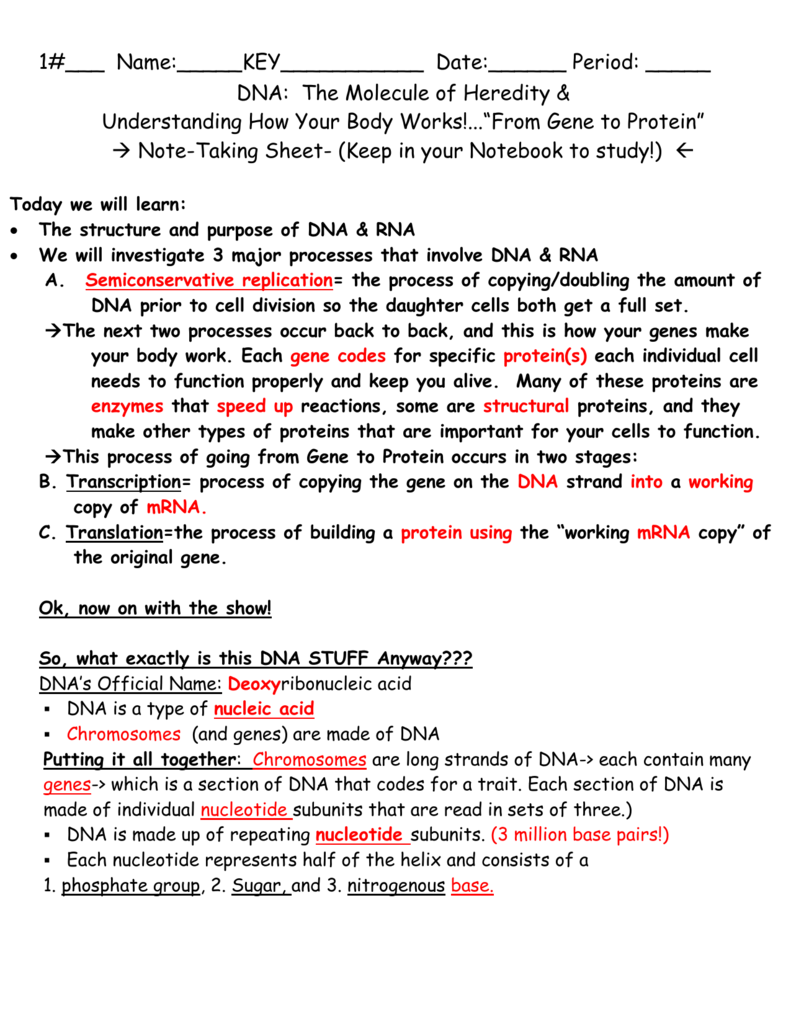 Chapter 11: DNA: The Molecule of Heredity - Mrs-Lamberts - Worksheets ...