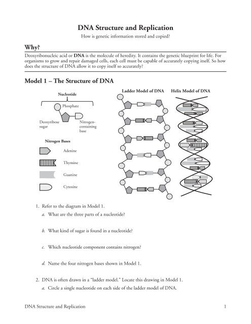 DNA Structure and Replication - Ramsey School District - Worksheets Library