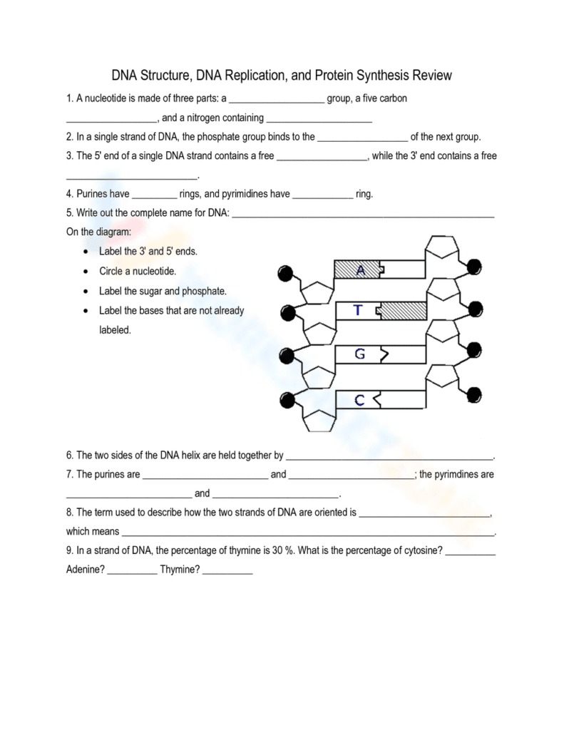 Teach DNA With These Top Transcription And Translation Worksheet ...