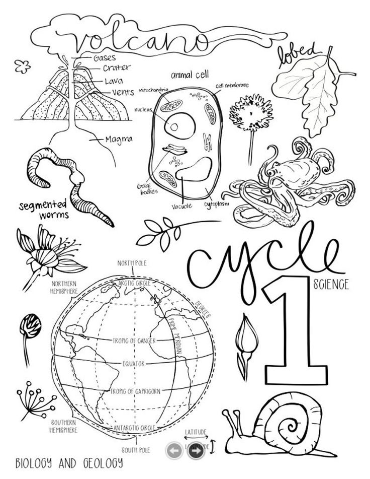 SCIENCE 3 Cycles of Coloring Pages 5th Edition - Worksheets Library