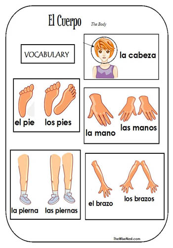 Free el cuerpo worksheet, Download Free el cuerpo worksheet png images ...