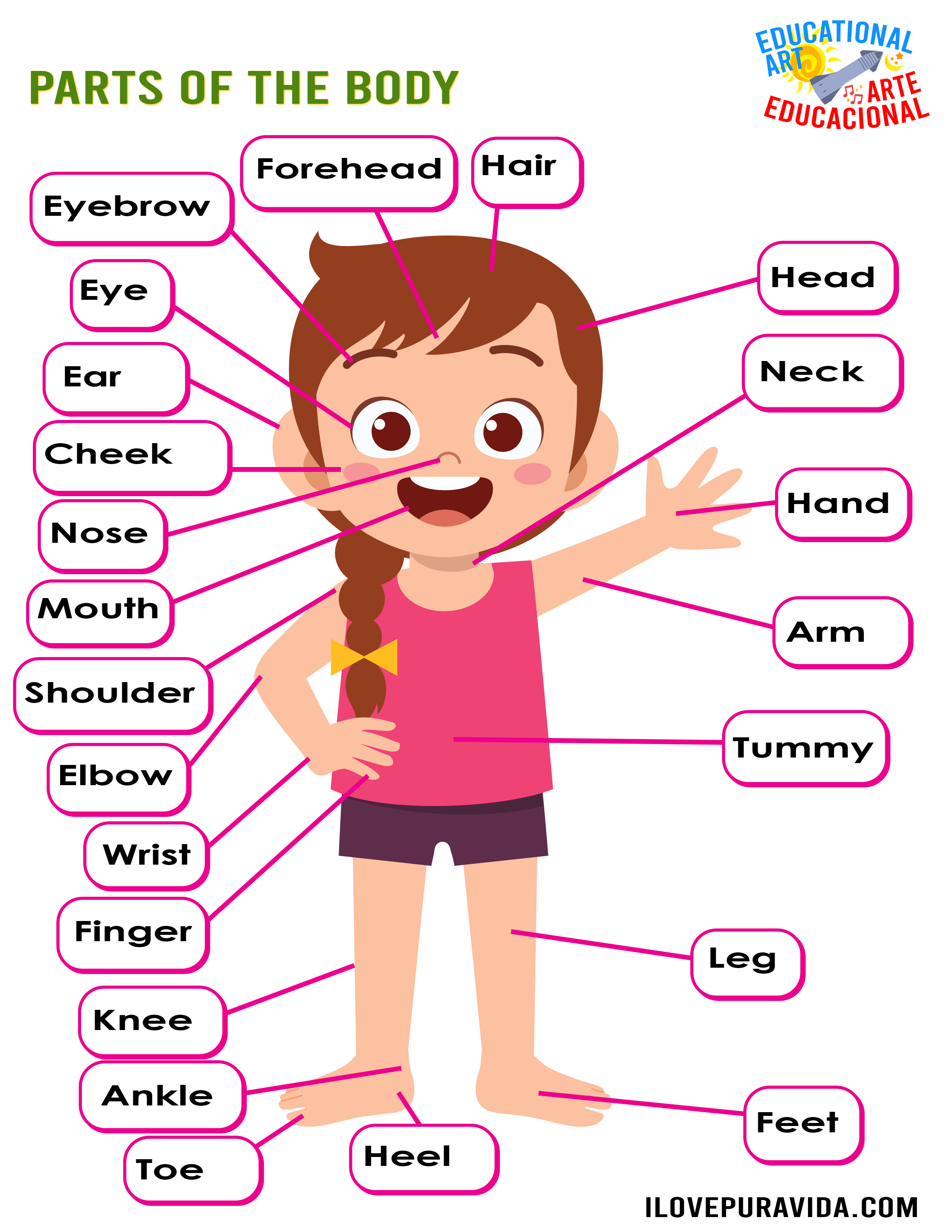 Parts of the Body in Spanish. Partes del Cuerpo. – I Love Pura Vida ...