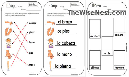 Free el cuerpo worksheet, Download Free el cuerpo worksheet png images ...