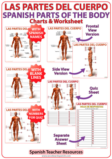 Spanish Parts of the Body Charts – Partes del Cuerpo | Woodward ...