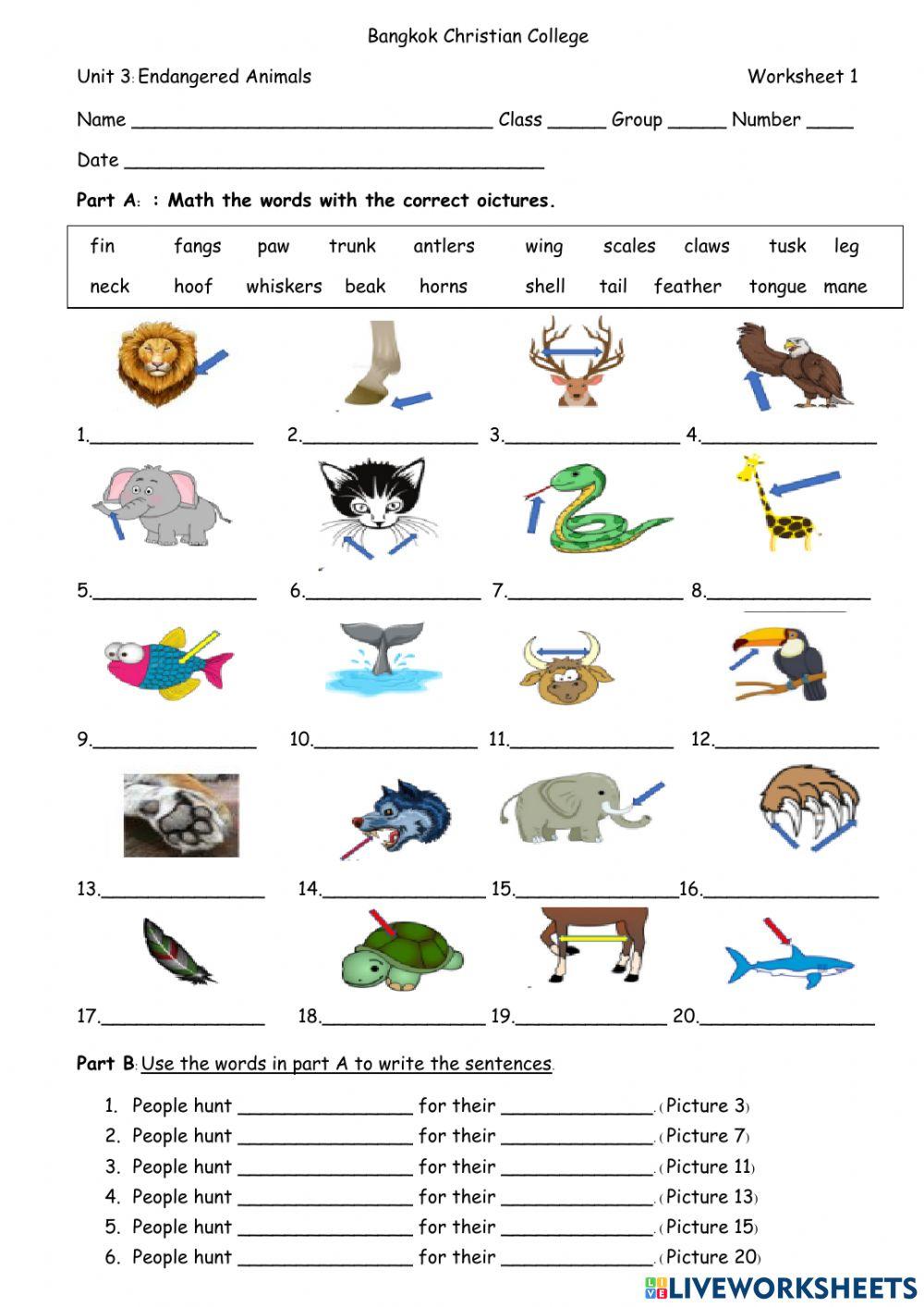 Endangered Animals Worksheets