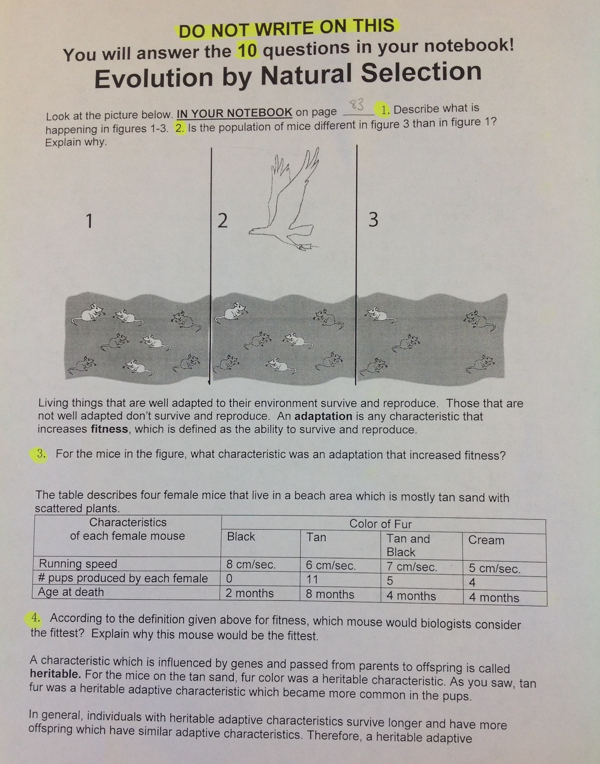 Evolution By Natural Selection Worksheet Answer Key Solved Evolution