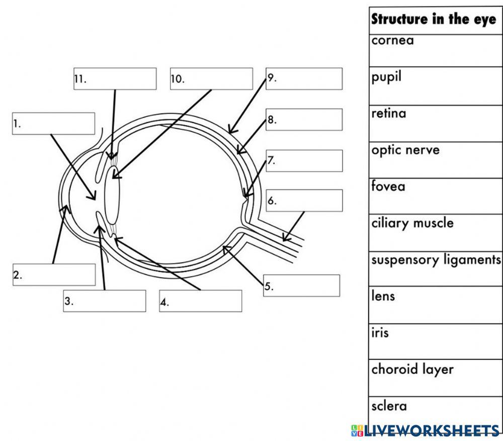 Basic Eye Anatomy worksheet | Live Worksheets - Worksheets Library