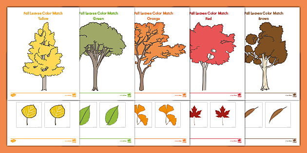 Fall Leaves Worksheet | Fall Season | Twinkl USA - Twinkl - Worksheets ...