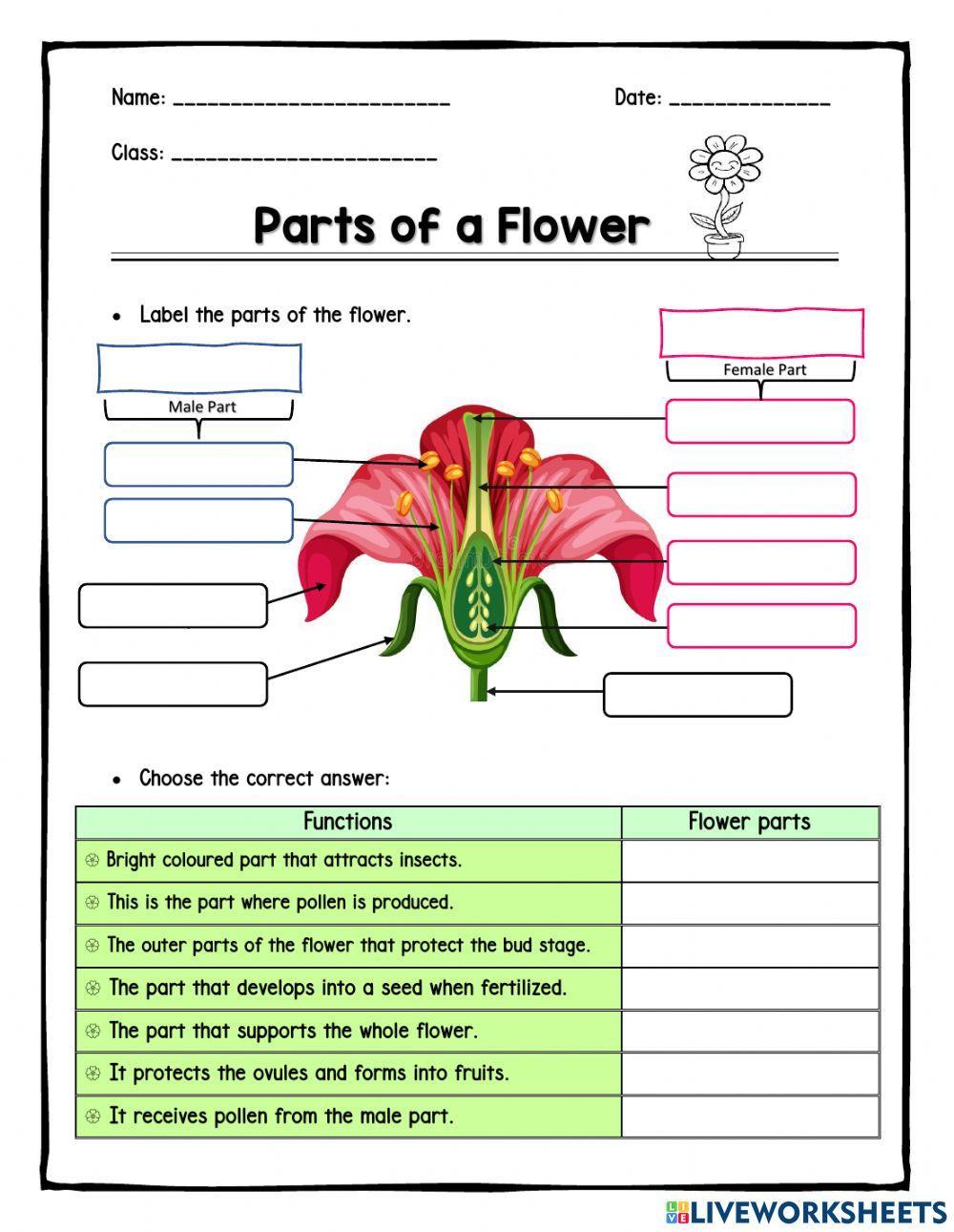 Printable Parts Of A Flower Worksheets For Kids Worksheets Library Printable Parts Of A Flower Worksheets For Kids Worksheets Library