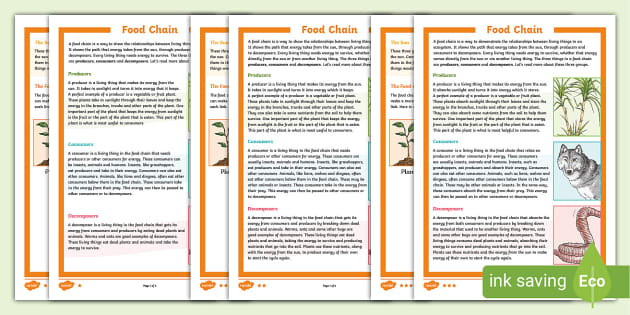 Food Chains, Food Webs, and Energy Pyramids Reading Comprehension ...