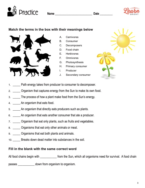 Food Webs and Food Chains Worksheets - Free Pintables - Worksheets Library