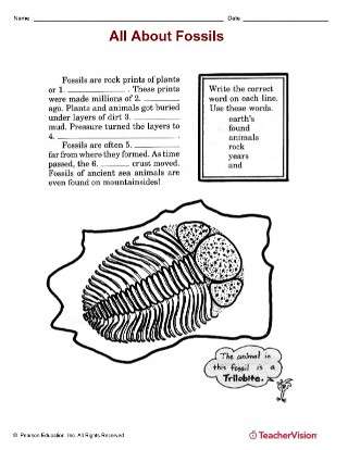 All About Fossils Printable (2nd - 3rd Grade) - TeacherVision - Worksheets Library