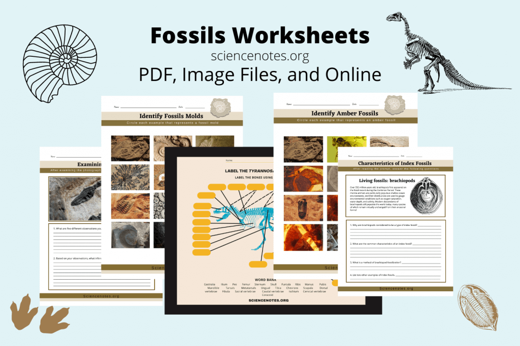 Fossils Worksheets - Worksheets Library