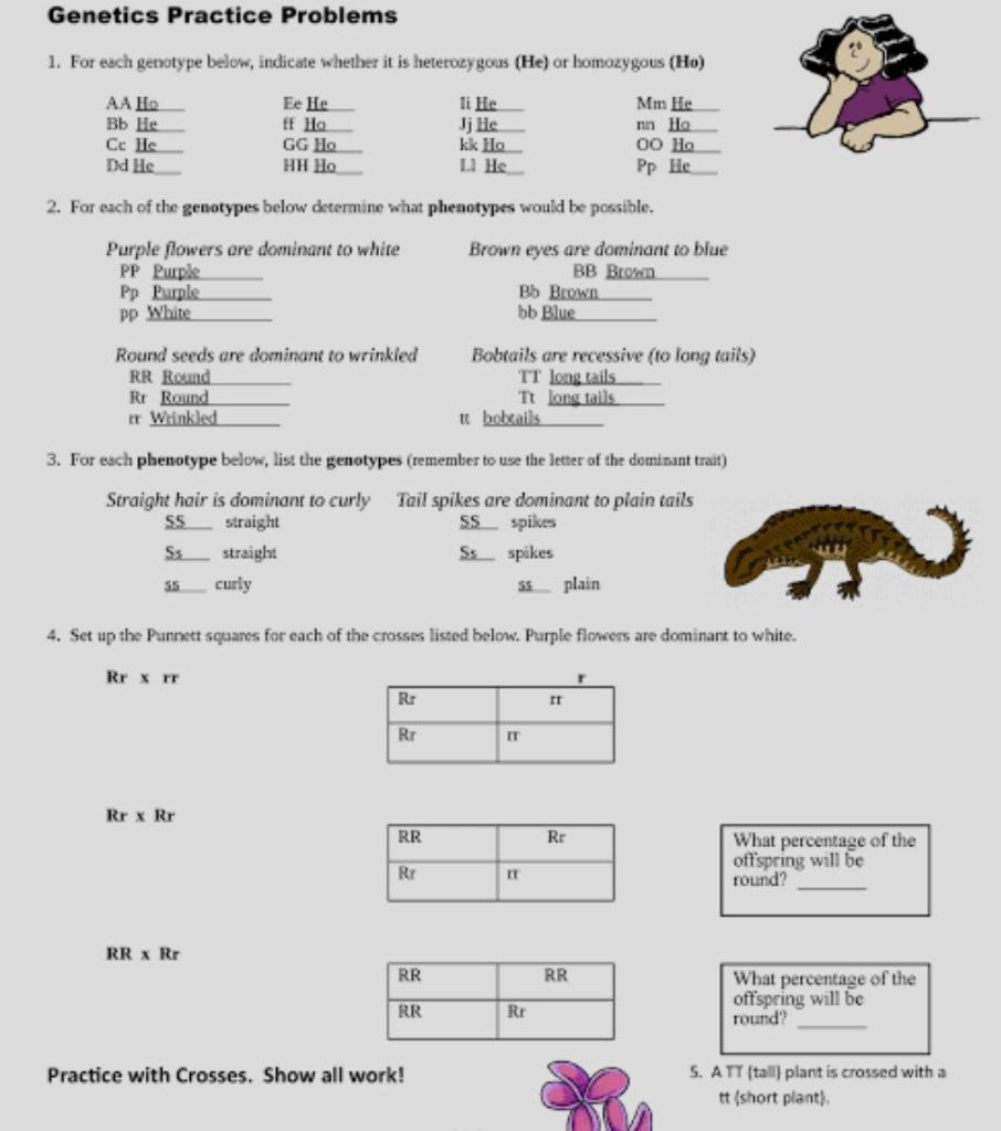 Solved Genetics Practice Problems 1. For each genotype | Chegg.com - Worksheets Library