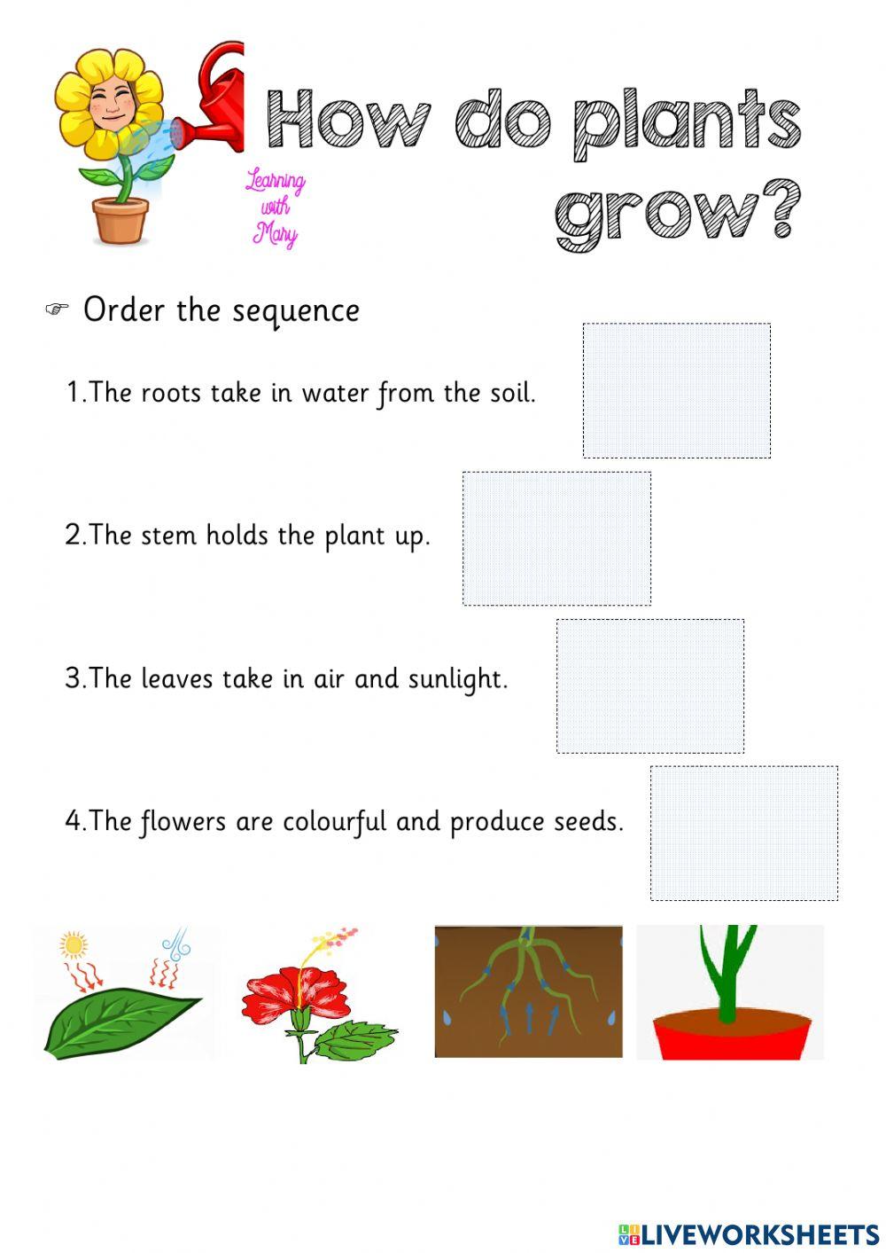 How Do Plants Grow Worksheet Live Worksheets Worksheets Library How Do Plants Grow Worksheet Live Worksheets Worksheets Library