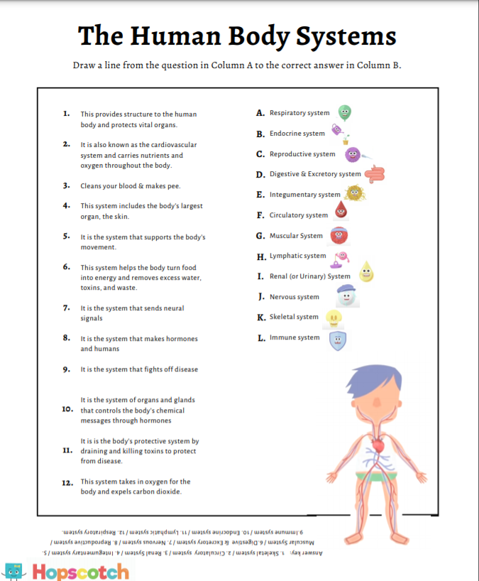 12 Body Systems Worksheet — Hopscotch - Worksheets Library