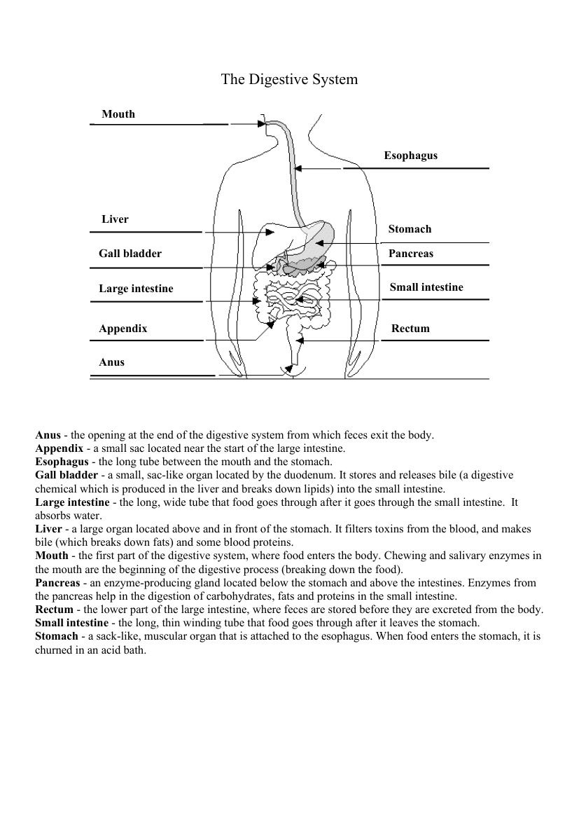 Human Body Systems - Digestive System Diagram Worksheet with ...