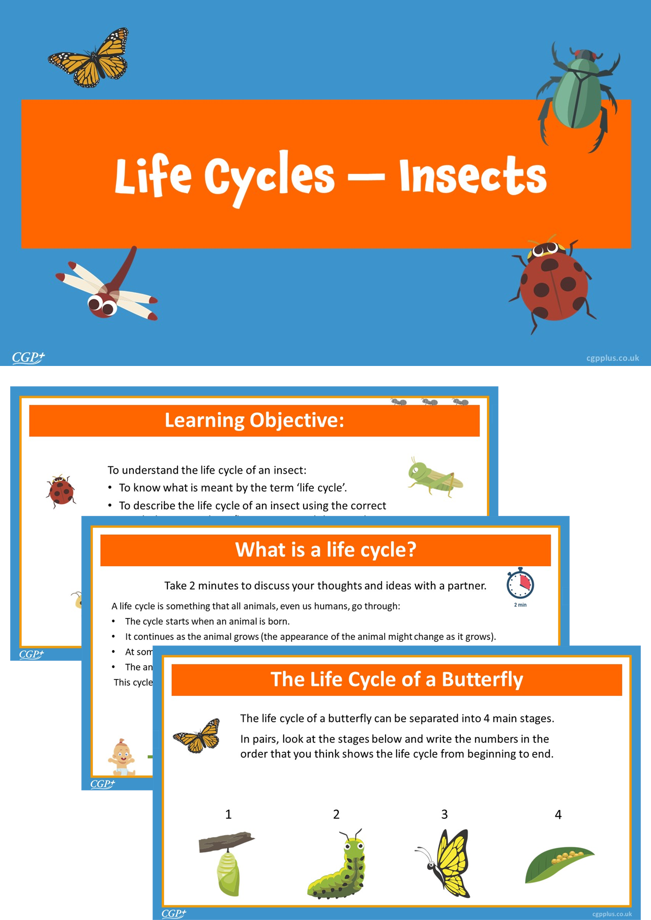 Life Cycles — Insects (Year 5) | CGP Plus - Worksheets Library