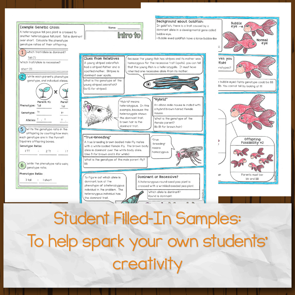 Intro To Punnett Squares Doodle Diagrams Worksheets Library Intro To Punnett Squares Doodle Diagrams Worksheets Library