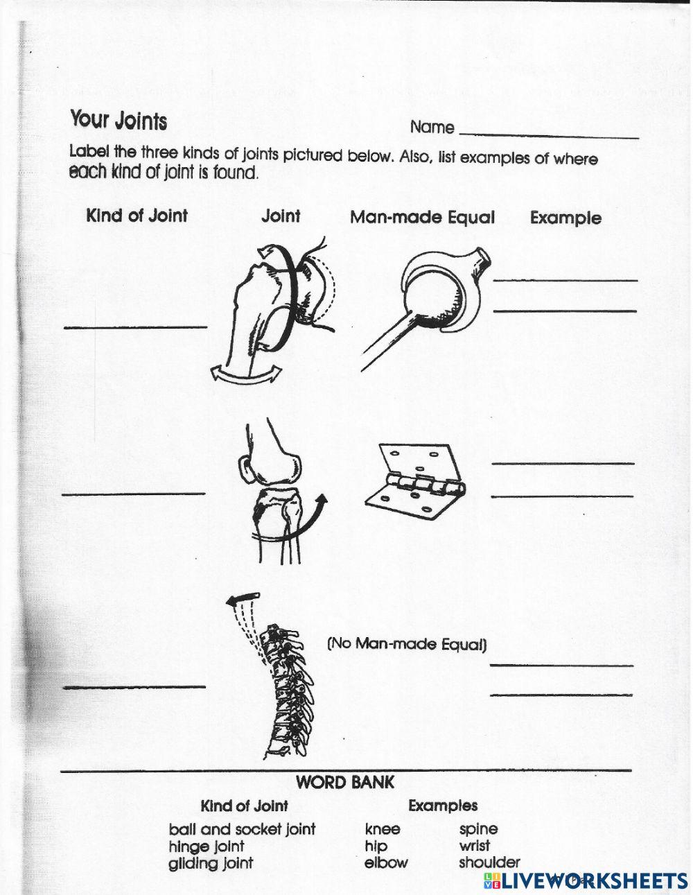 Joints Activity Worksheets Library Joints Activity Worksheets Library