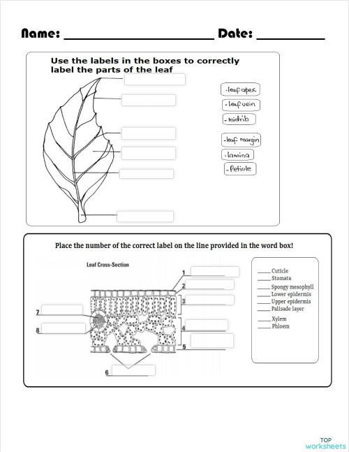 Parts Of Leaf Interactive Worksheet TopWorksheets Worksheets Library