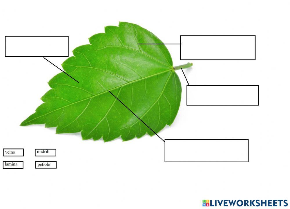 Drag And Drop The Parts Of The Leaves Worksheet Live Worksheets