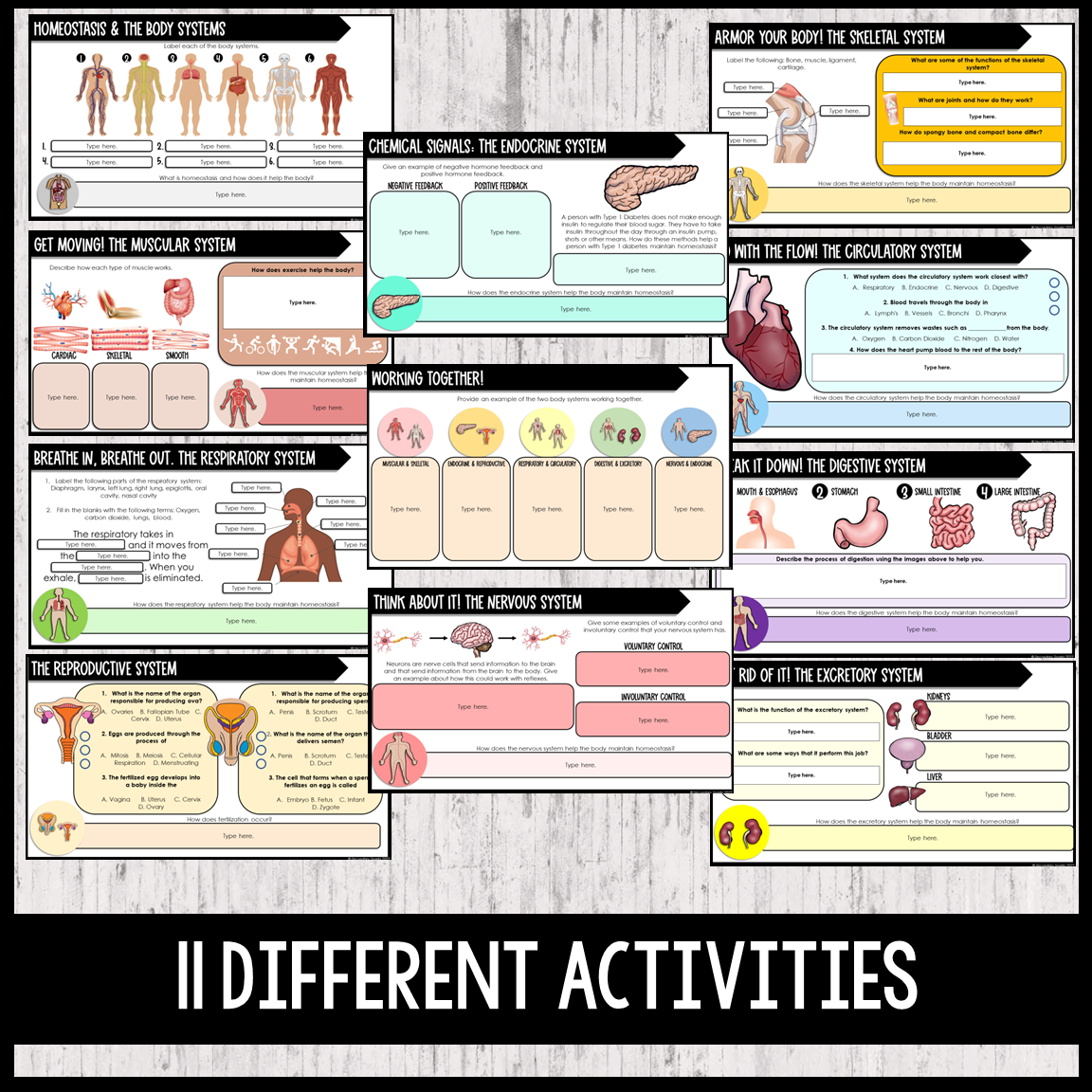 Human Body Systems and Homeostasis Digital Google Slides™ and Print ...