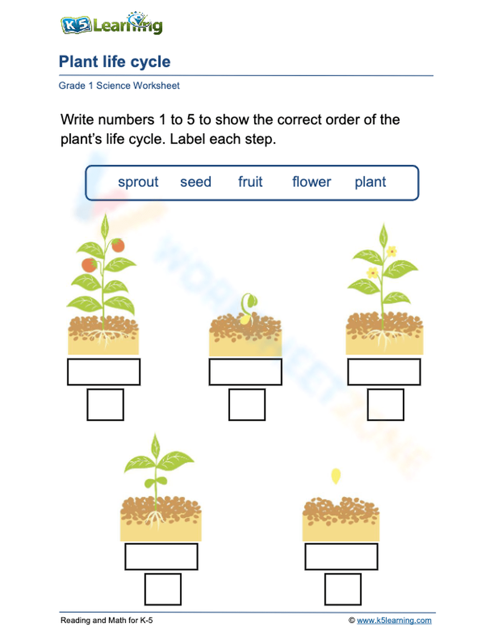 Plant Life Cycle Worksheet Worksheets Library