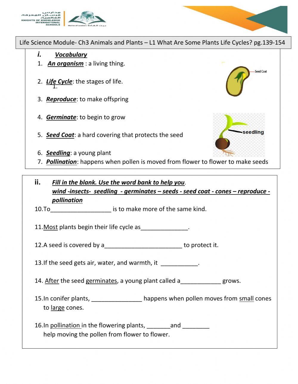 Life Cycle of a Plant Worksheet for kids - Worksheets Library
